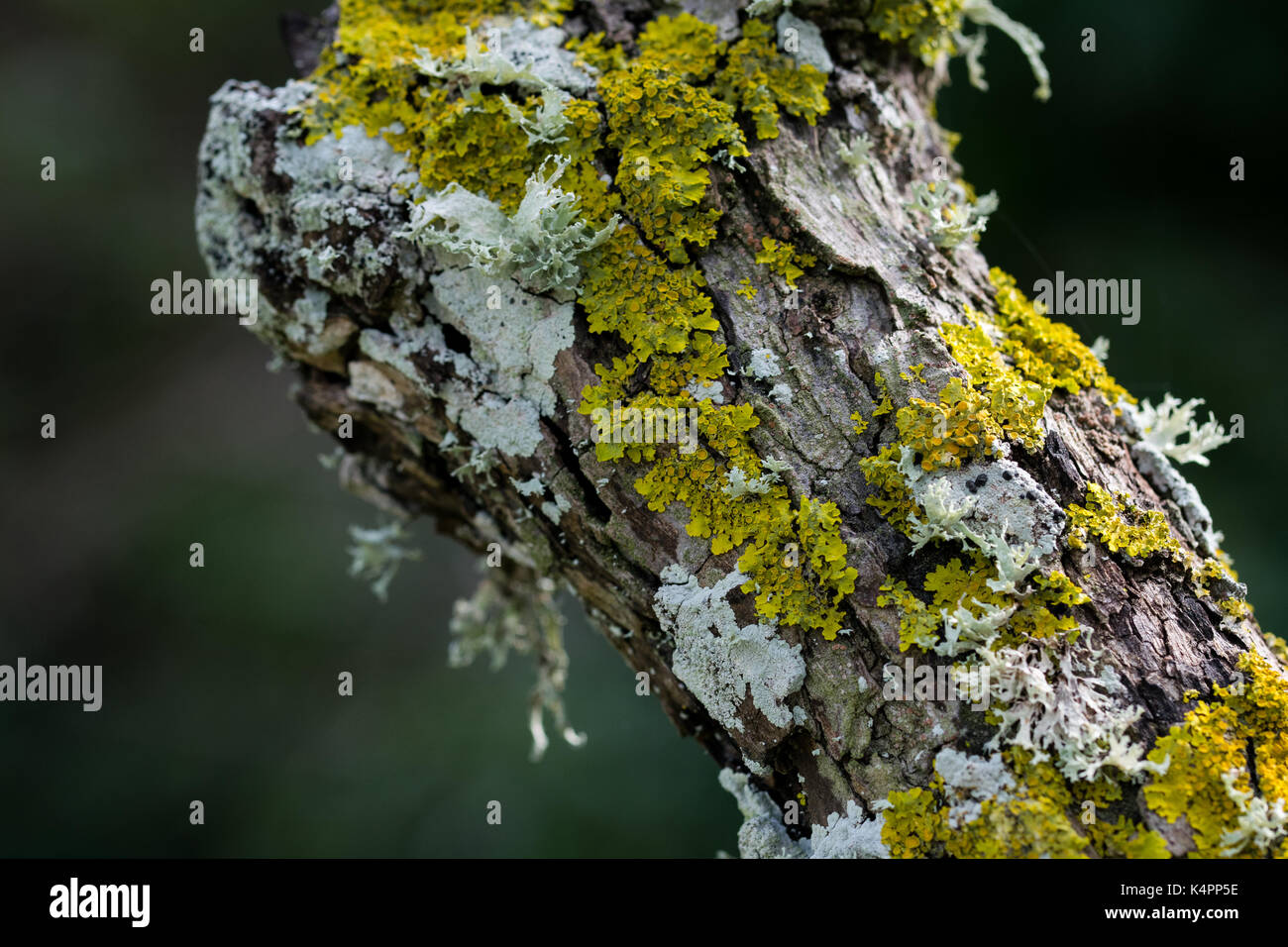 Algae on tree trunk hi-res stock photography and images - Alamy