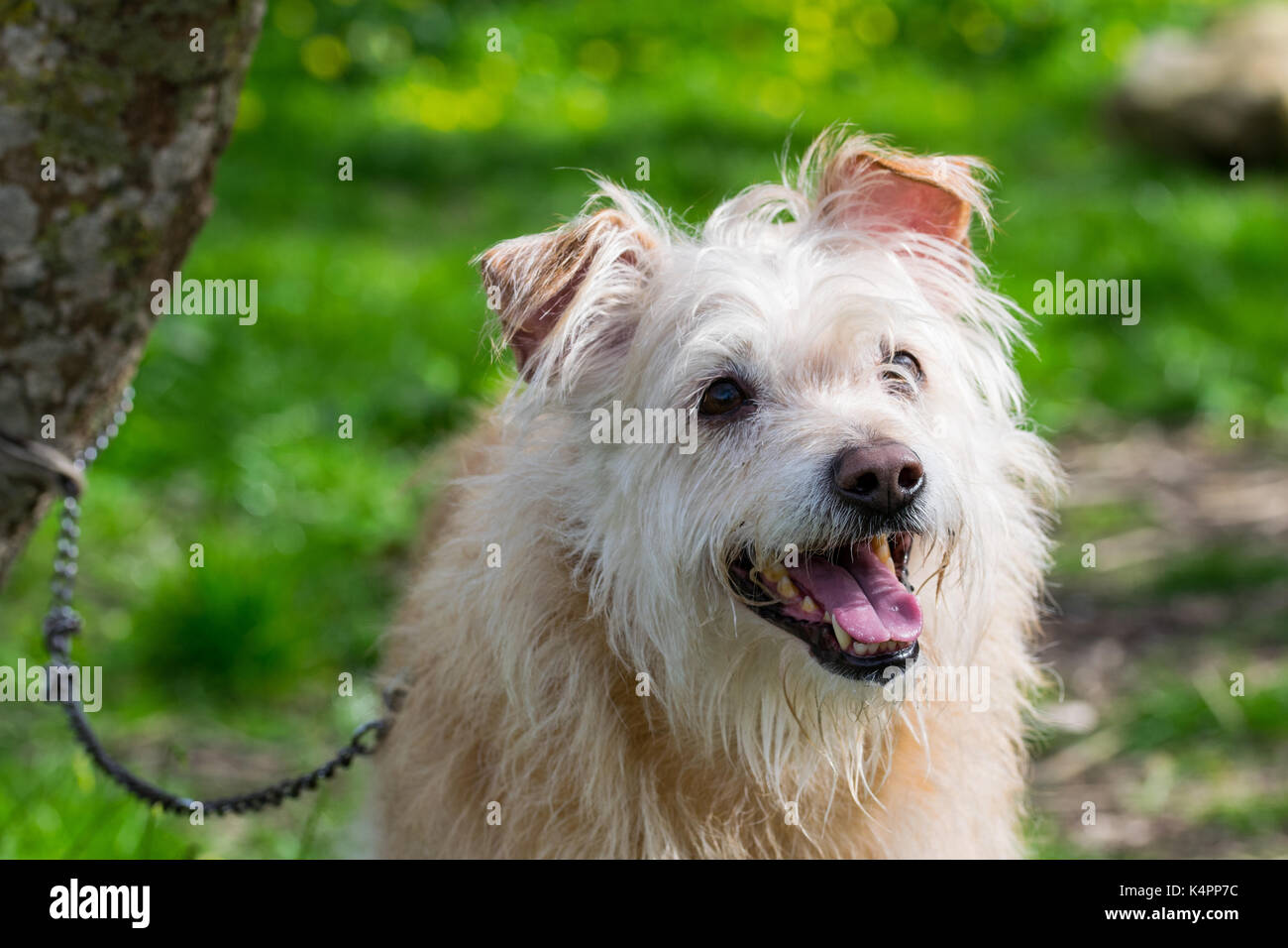 Dog at play with trees hi-res stock photography and images - Alamy