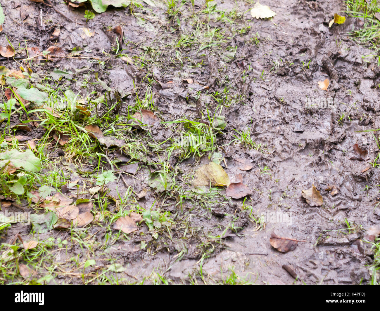 Muddy Shoe Print High Resolution Stock Photography and Images - Alamy