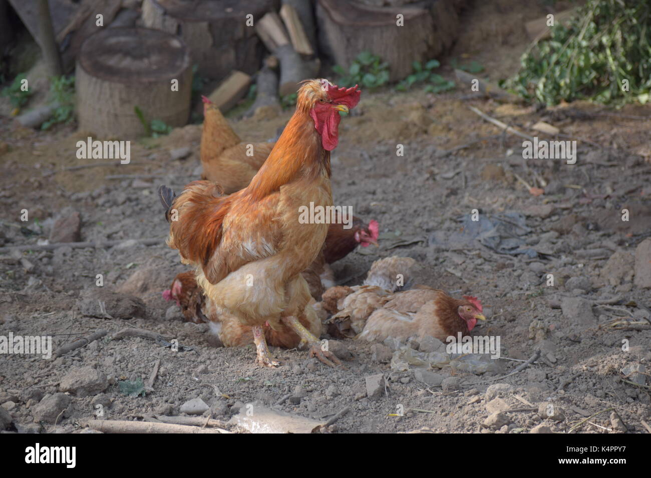 Chickens in a farm Stock Photo - Alamy