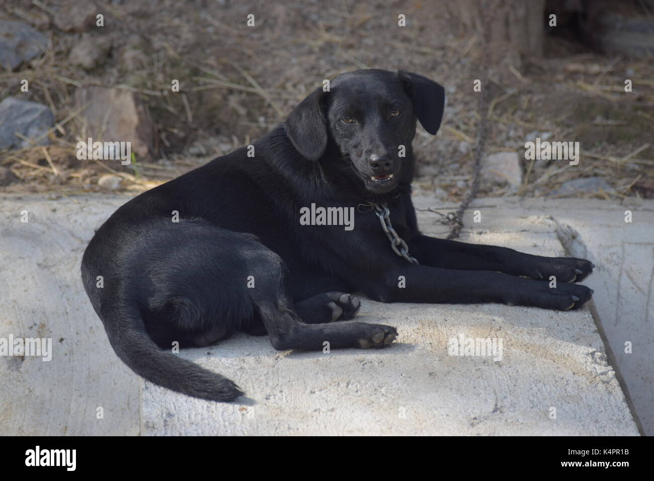Large black dog on a chain Stock Photo - Alamy