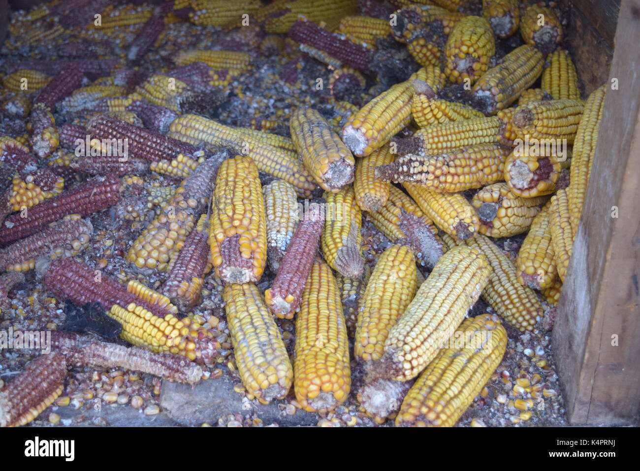 Freshly harvested corn maize Stock Photo - Alamy