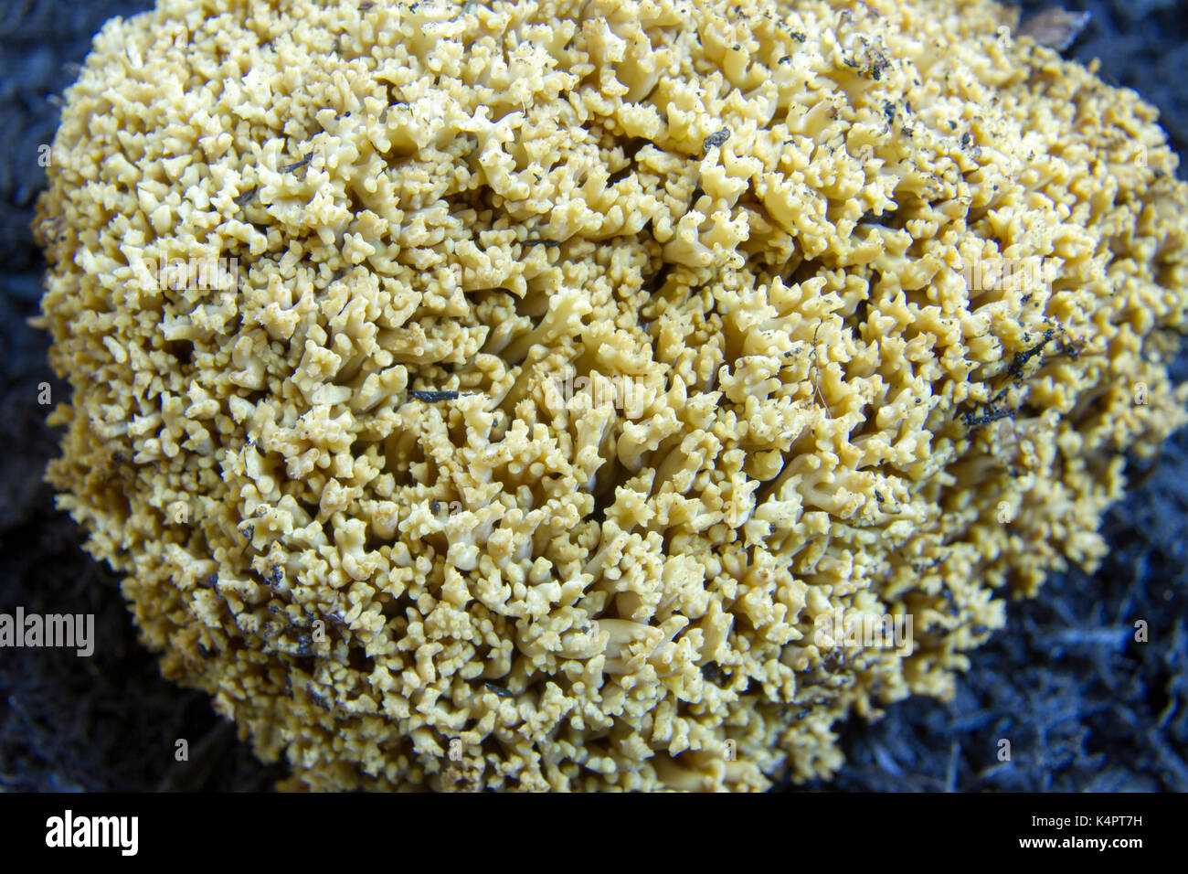 Close up texture of natural organic fungus or mushroom Stock Photo - Alamy