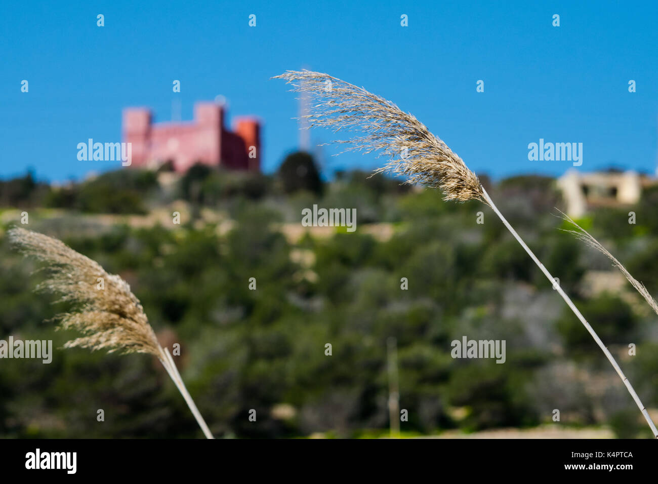 A view of the countryside in the northern part of Malta, with common ...