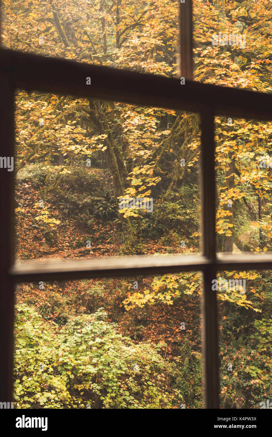 Trees through the window hi-res stock photography and images - Alamy