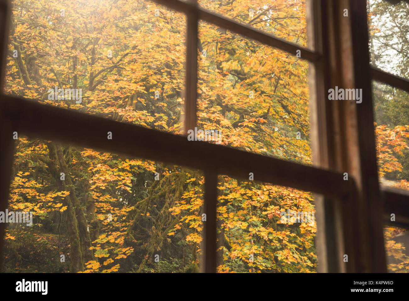 Moody foliage hi-res stock photography and images - Alamy