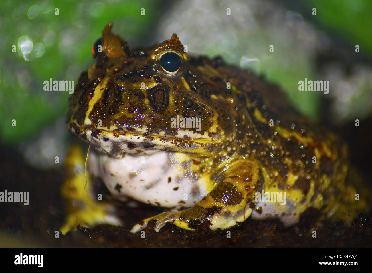 Macro photo of a Brazilian Horned Frog Stock Photo - Alamy