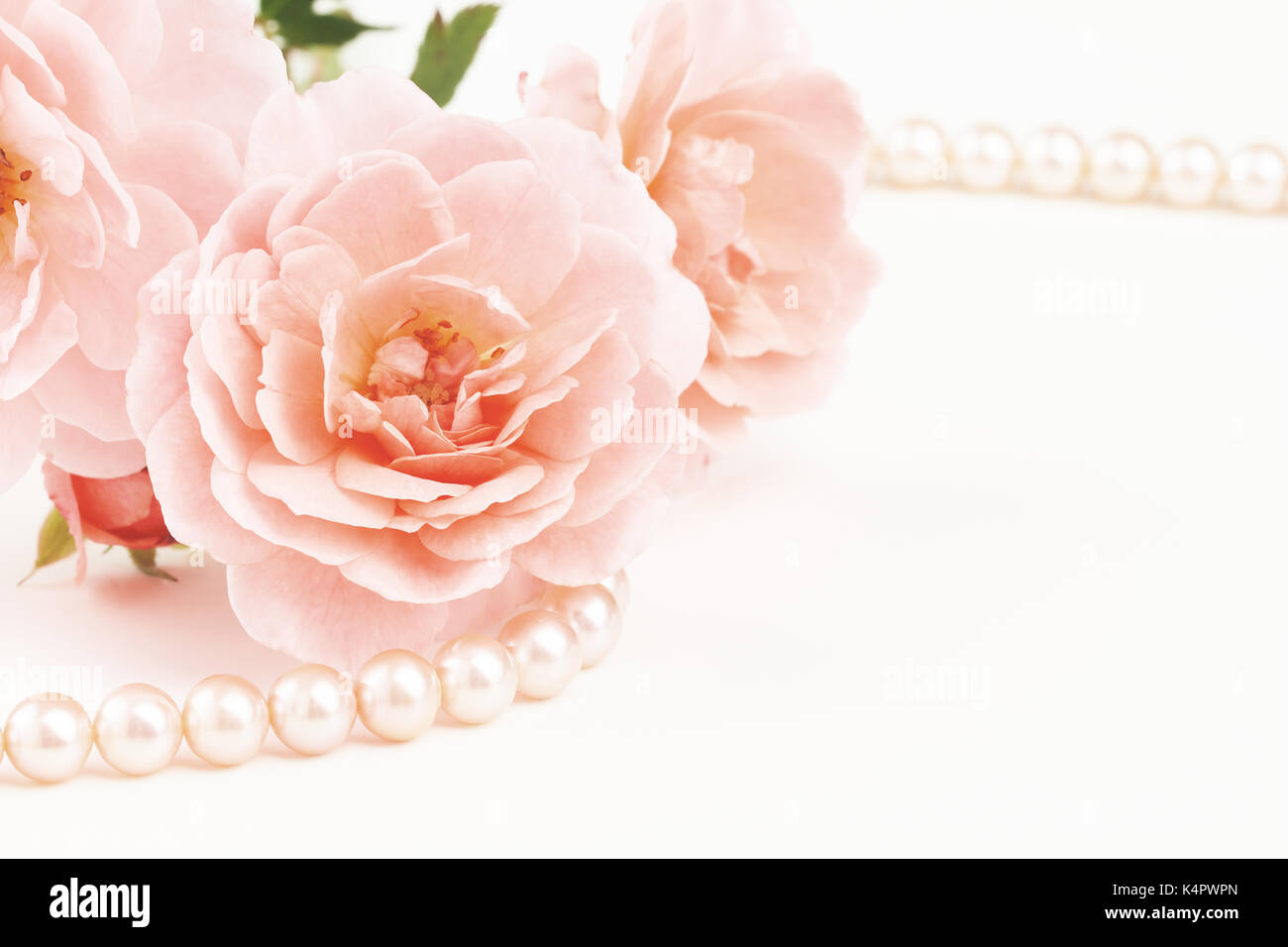 Dusty pink roses hi-res stock photography and images - Alamy