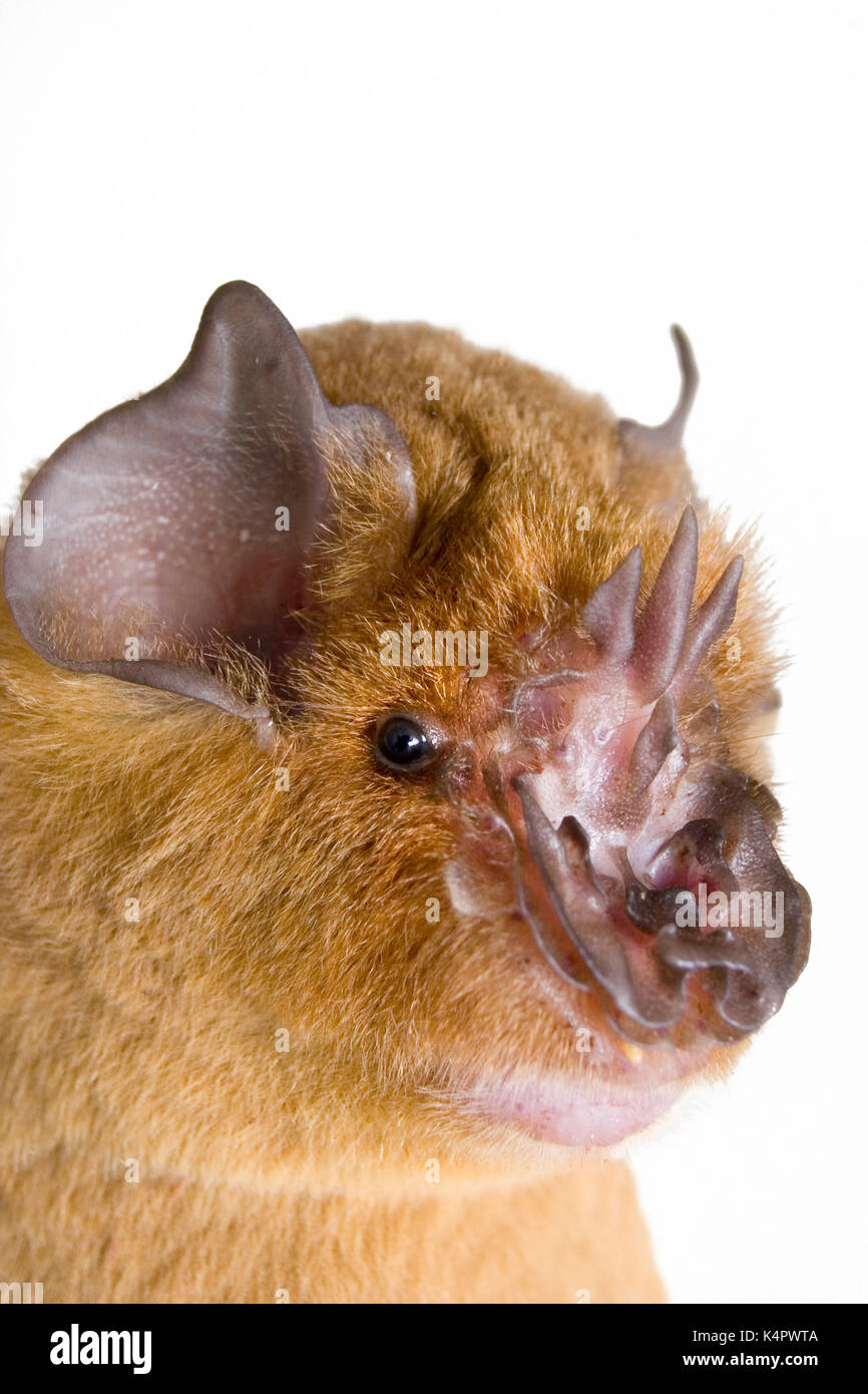 African trident bats triaenops afer hi-res stock photography and images ...