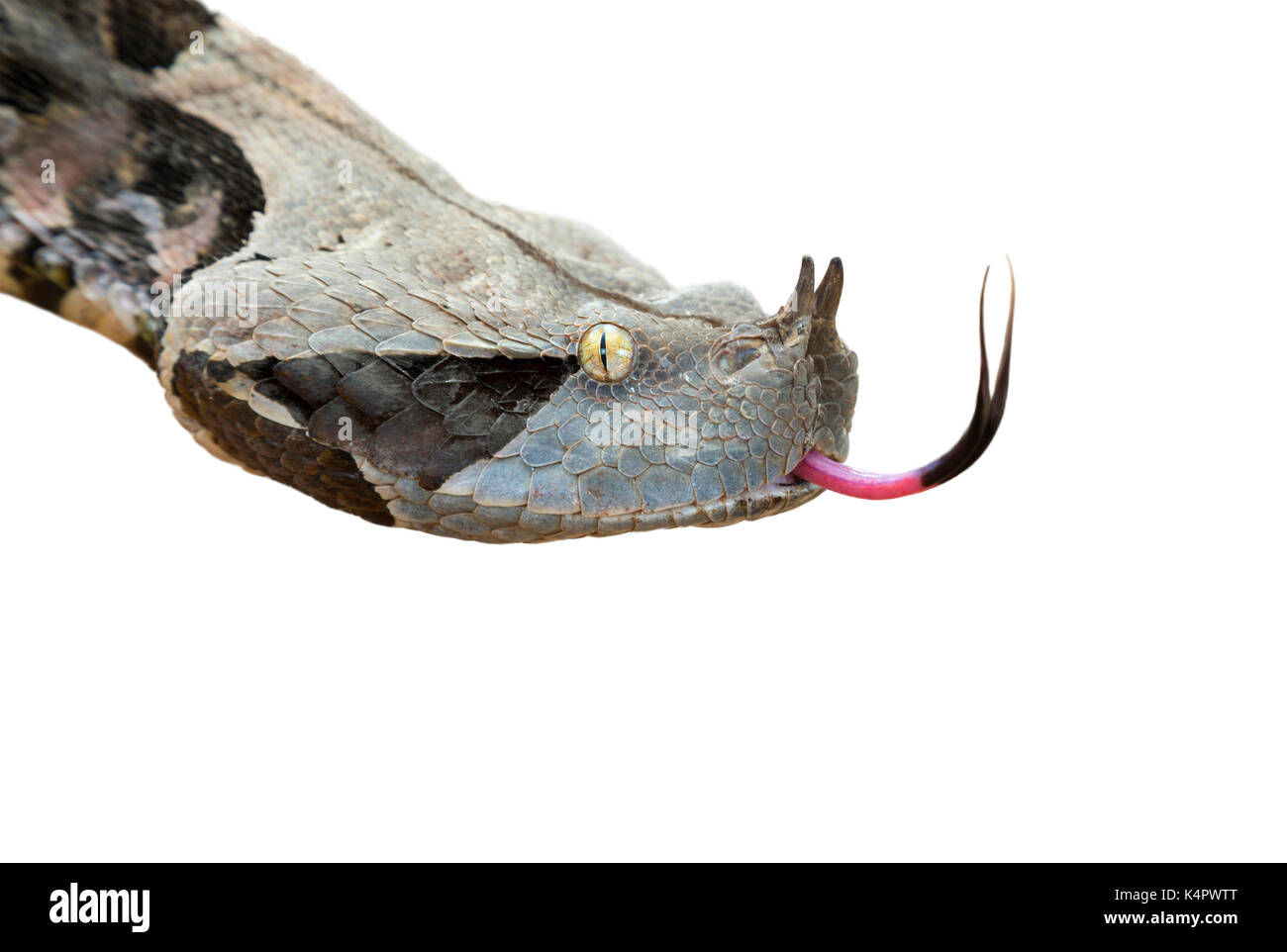 Gaboon viper bitis gabonica gabonica hi-res stock photography and ...