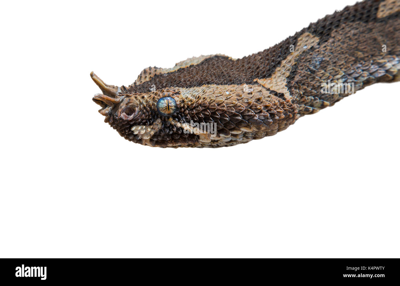 Rhinoceros Viper (bitis Nasicornis) High Resolution Stock Photography ...