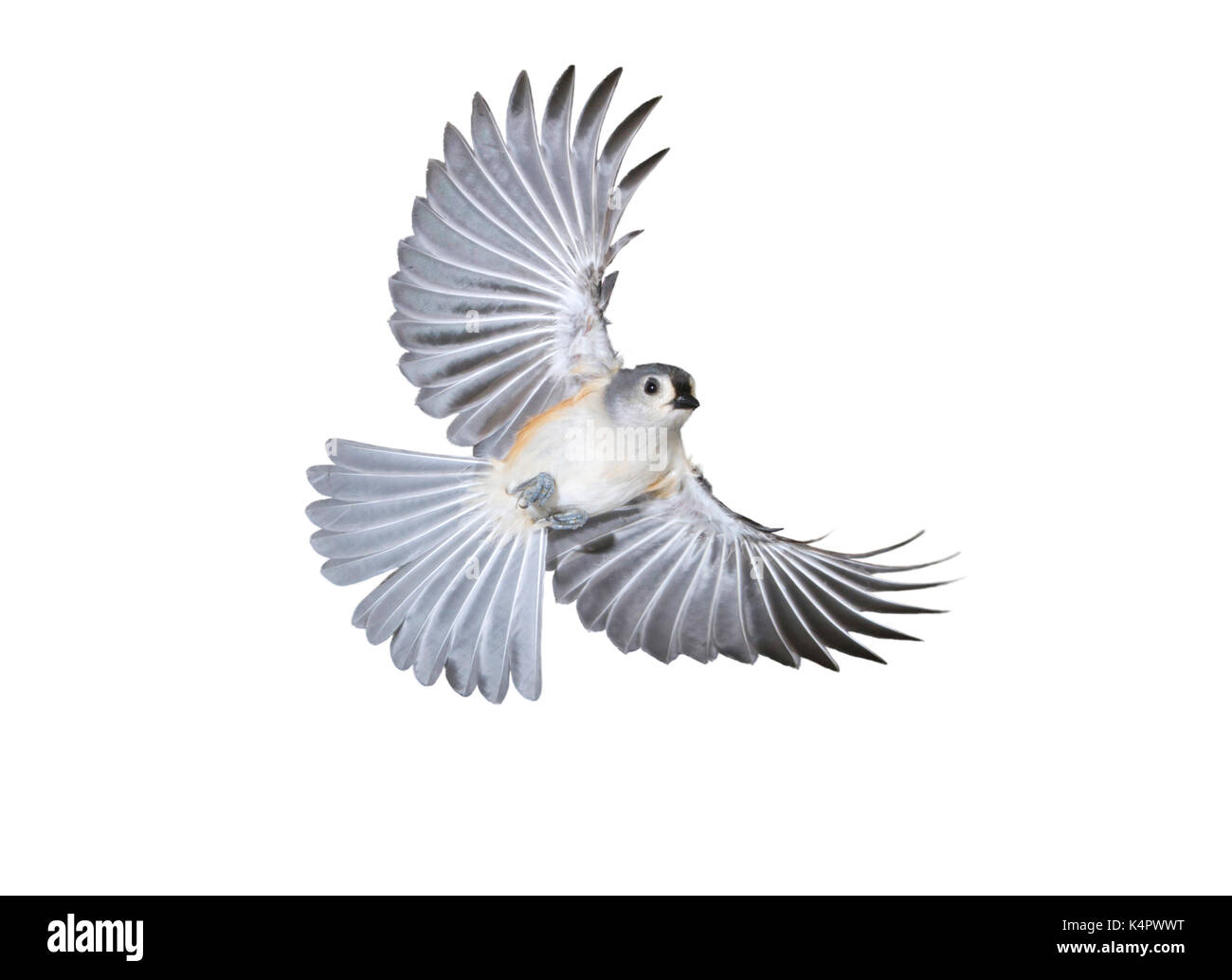 Tufted titmouse (Baeolophus bicolor) flying, isolated on white ...