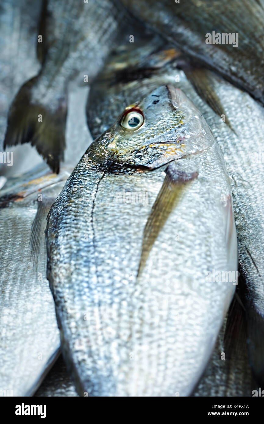 Silver seabream hi-res stock photography and images - Alamy
