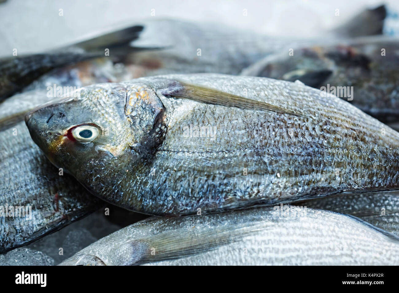 Silver seabream hi-res stock photography and images - Alamy