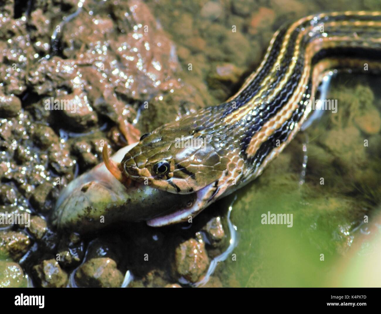 Snake eat fish in small river, in Malang Indonesia Stock Photo - Alamy