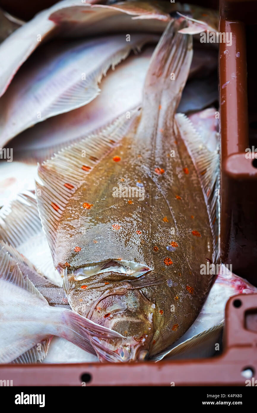 Plaice fish on street market Stock Photo - Alamy