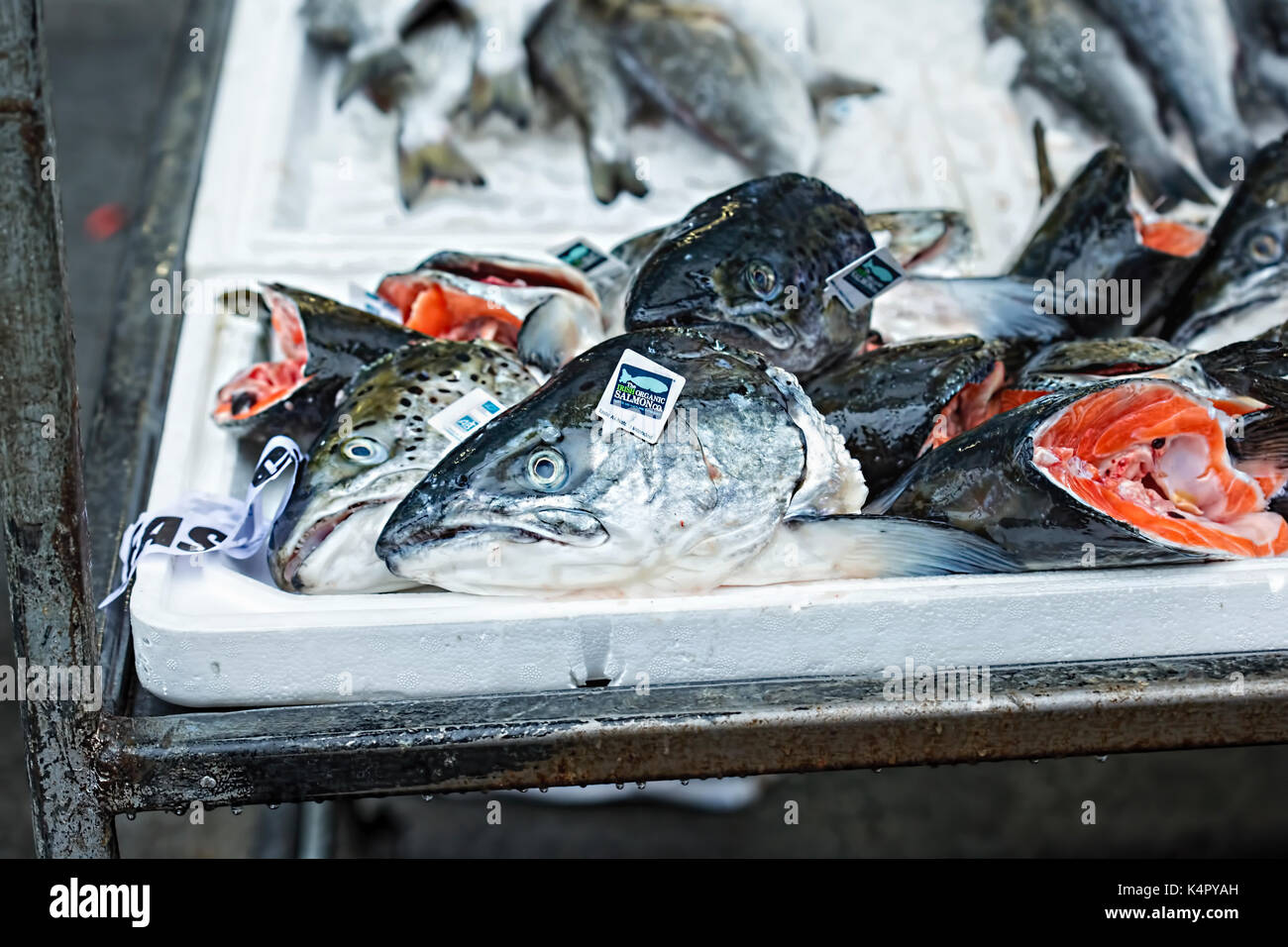 Fresh pink salmon head hi-res stock photography and images - Alamy