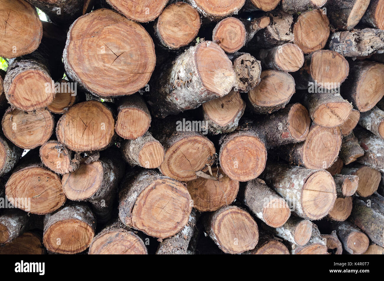 Cute Mangrove tree at charcoal factory - Mangrove tree are used to make ...