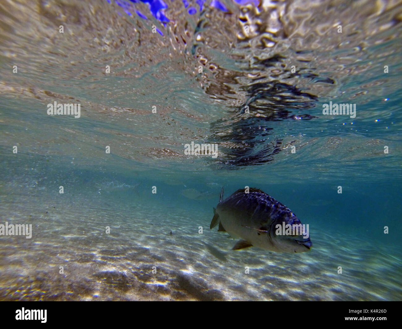 Bluefish (Girella cyanea) in shallows at Ned's Beach, Lord Howe Island ...