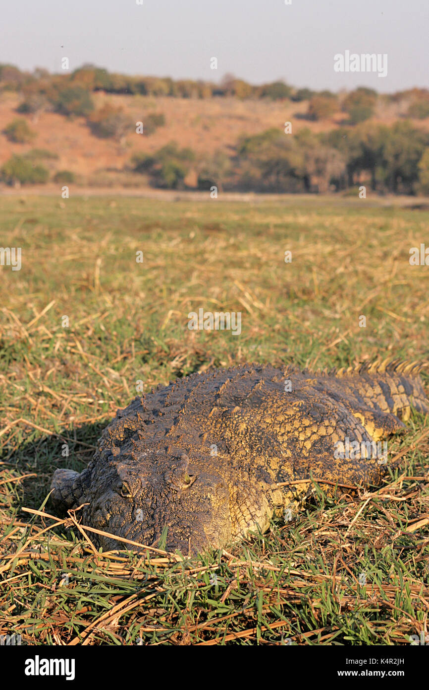 Nile Crocodile Face Closeup High Resolution Stock Photography and ...