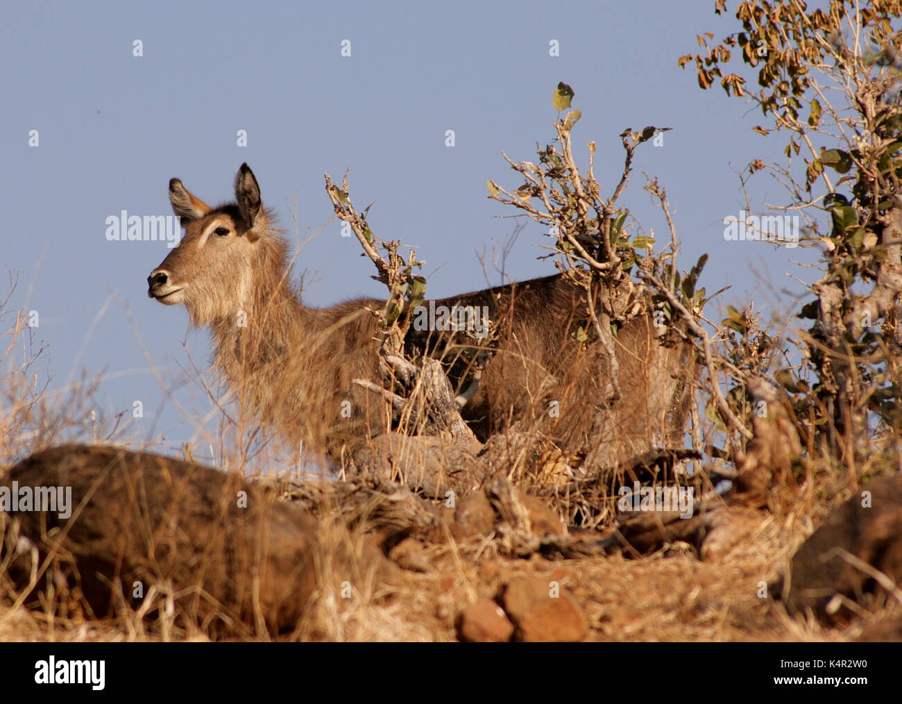 Wild Waterbuck cautiously walking through the trees in the Chobe ...