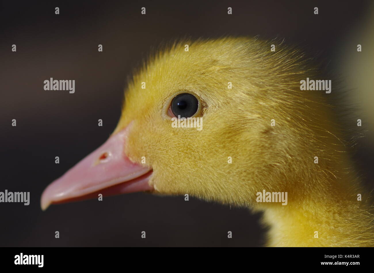 Little yellow ducks hi-res stock photography and images - Alamy
