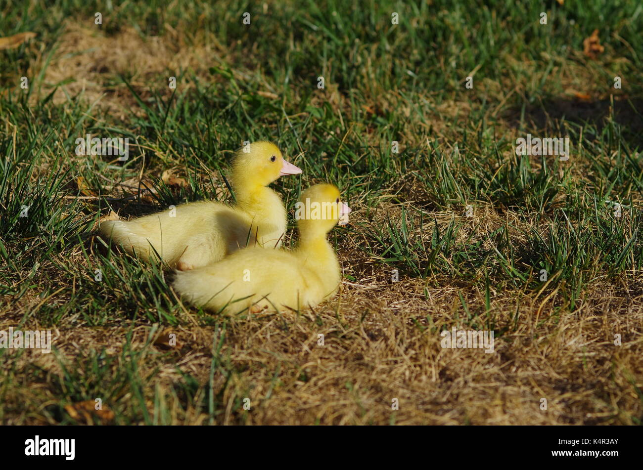 Little yellow ducks hi-res stock photography and images - Alamy