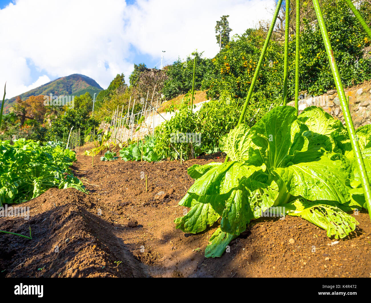 Hokkaido, Japan, 22 July 2017: Close up of crops of lettuce in Tomita ...