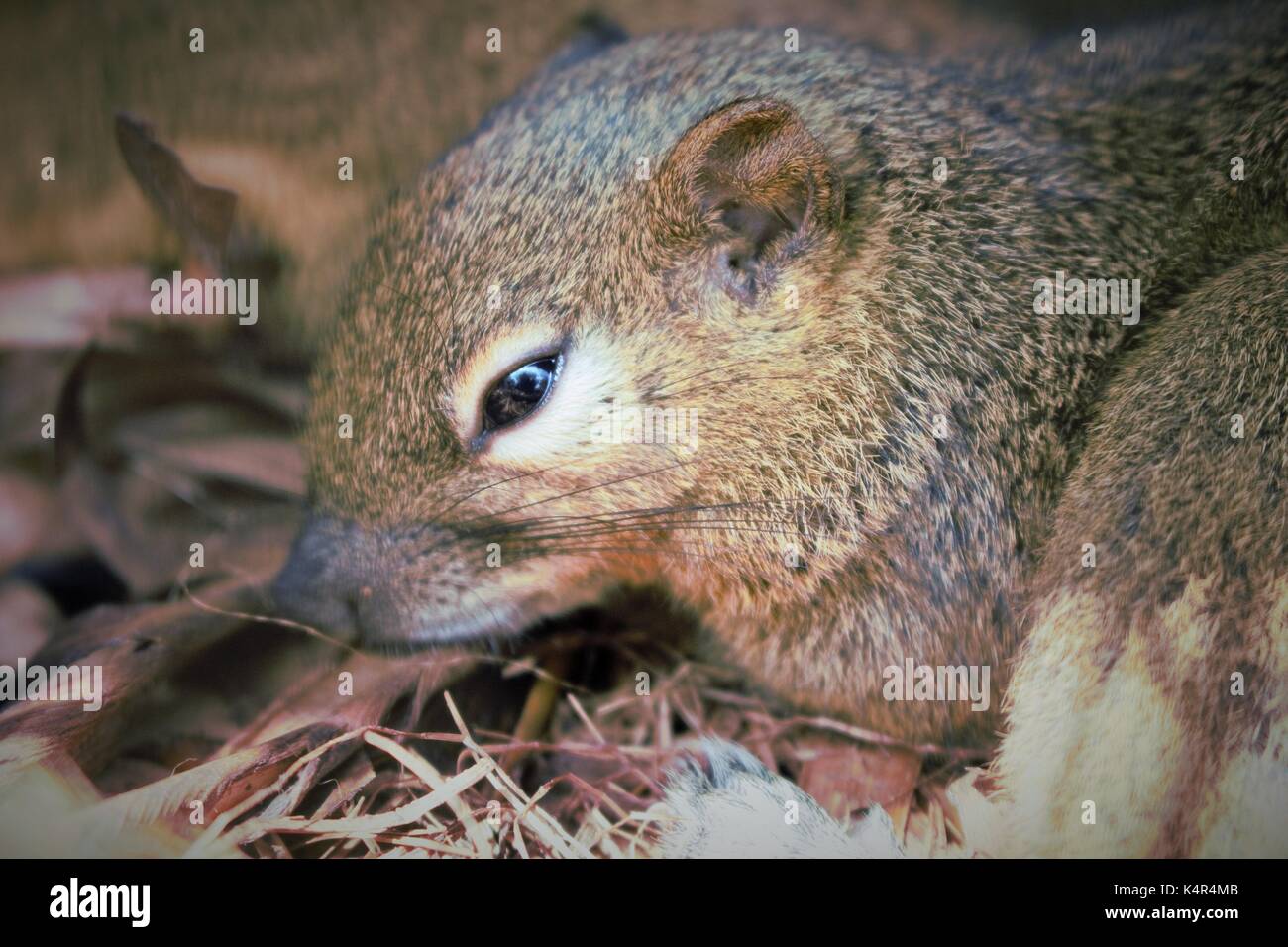 Squirrels inside the cage on animal market, in Malang Indonesia Stock ...