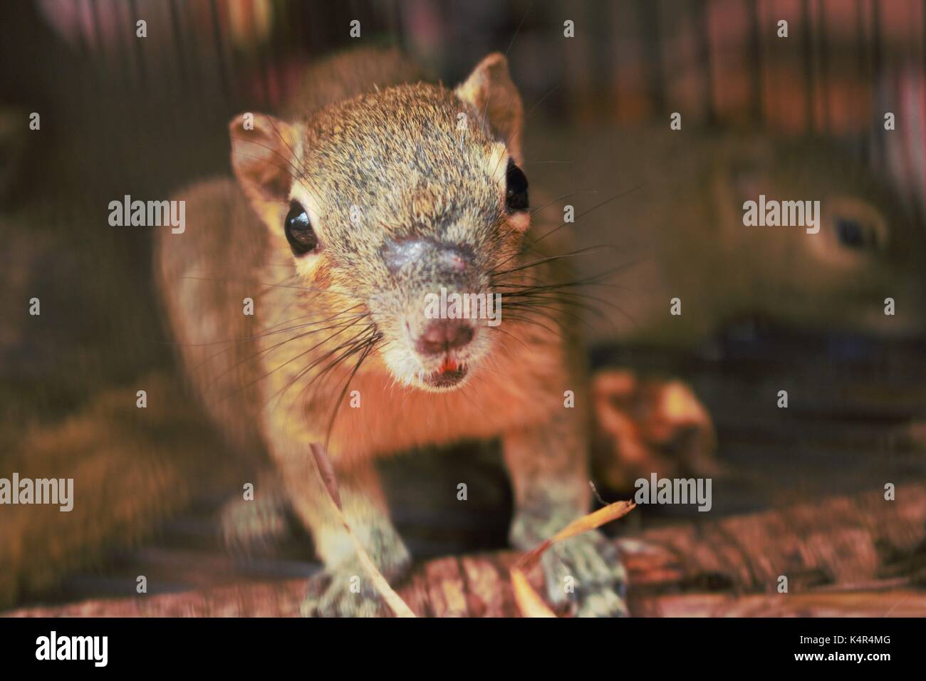 Squirrels inside the cage on animal market, in Malang Indonesia Stock ...