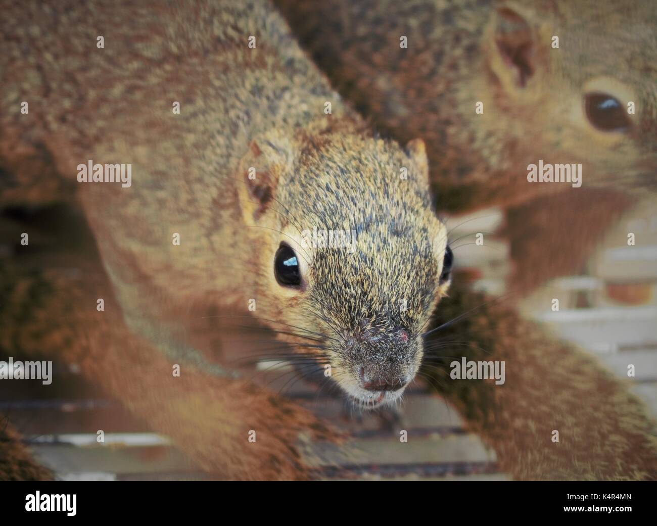 Squirrels inside the cage on animal market, in Malang Indonesia Stock ...