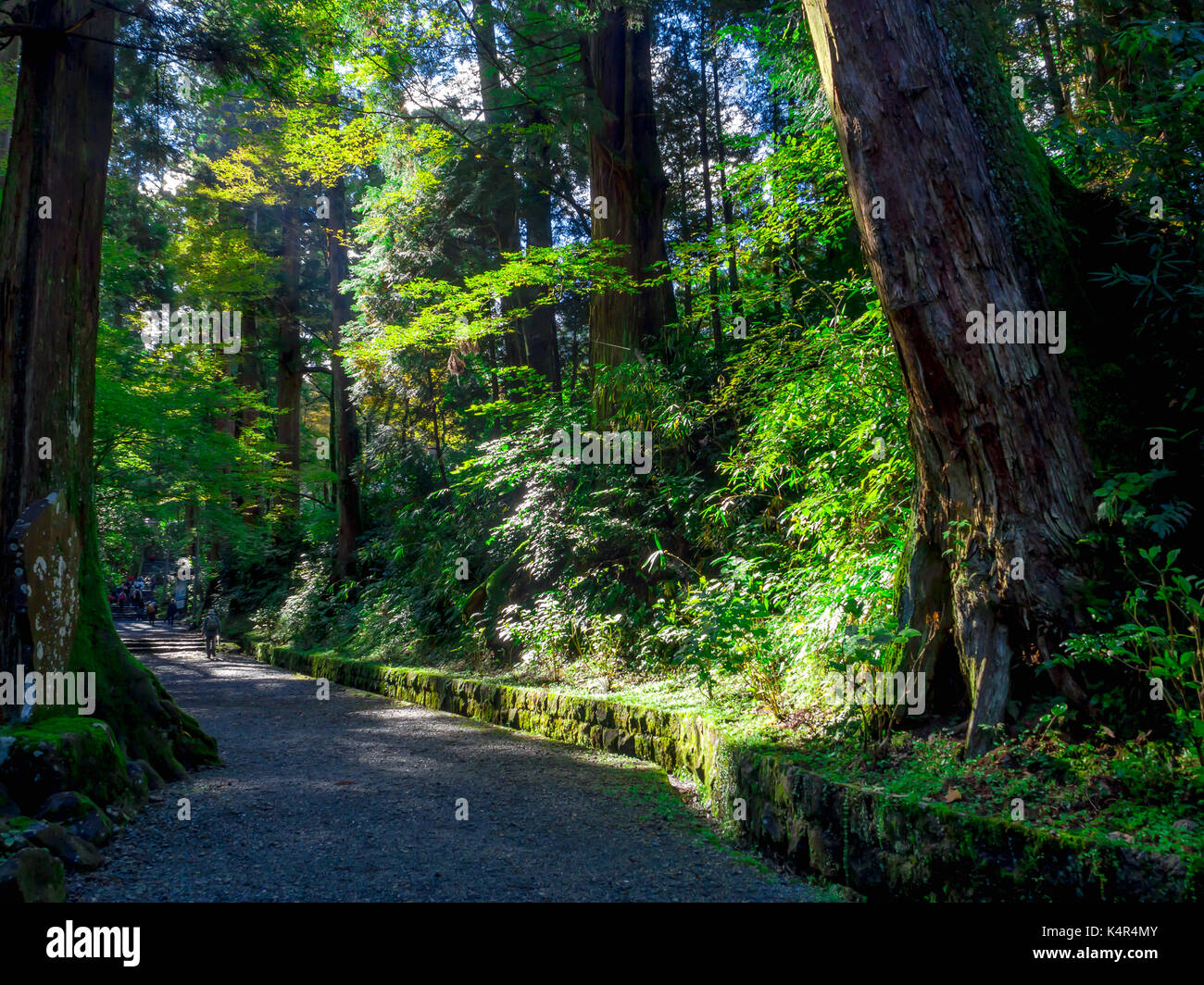 Nara, Japan - July 26, 2017: Beautiful view of a forest at Todai Ji ...