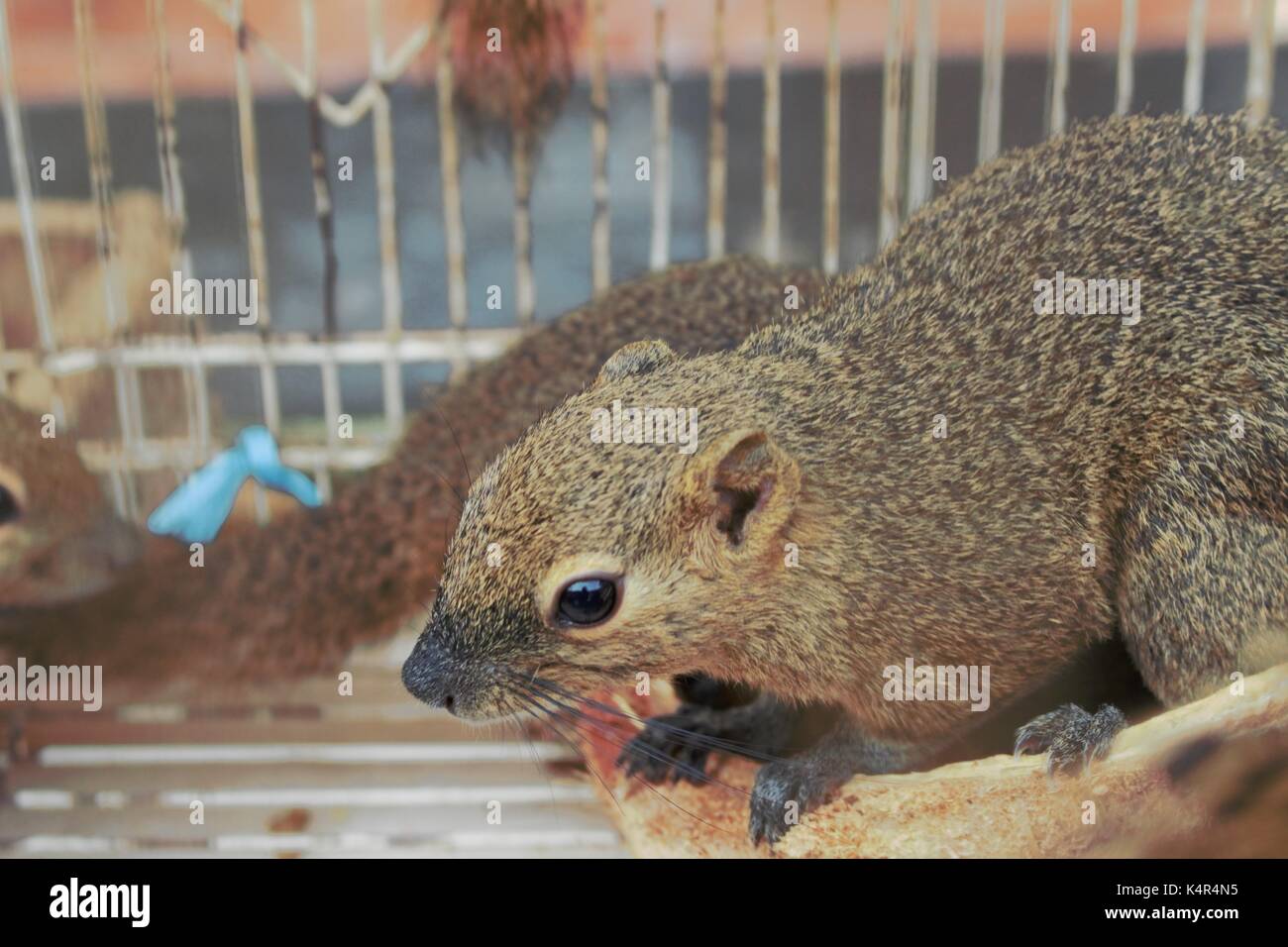 Squirrels inside the cage on animal market, in Malang Indonesia Stock ...