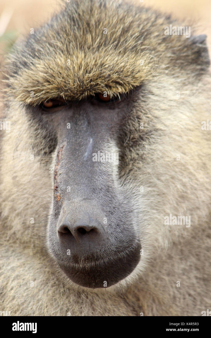 Wise baboon hi-res stock photography and images - Alamy
