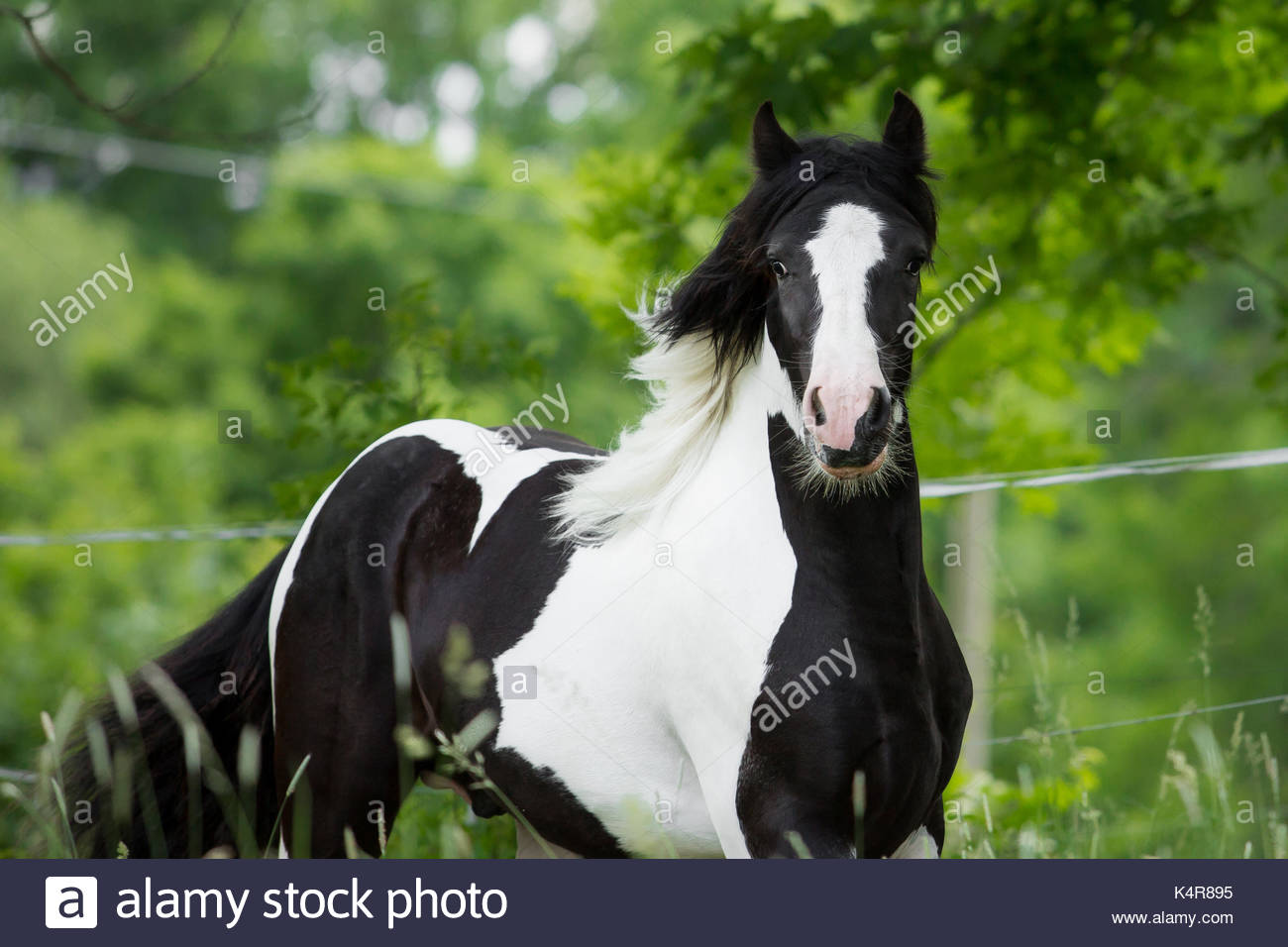 Piebald Stock Photos & Piebald Stock Images - Alamy