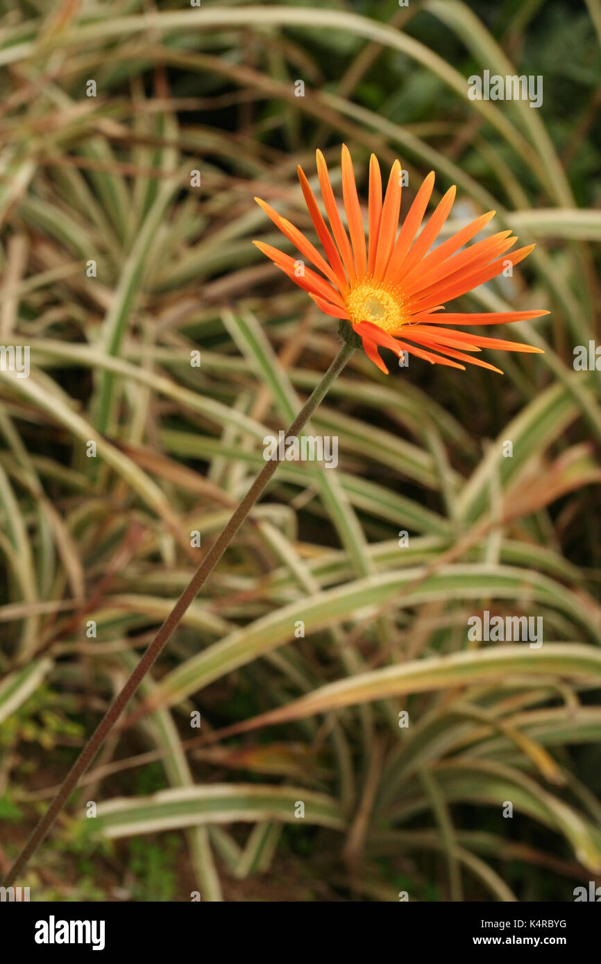 Orange grasses hi-res stock photography and images - Alamy