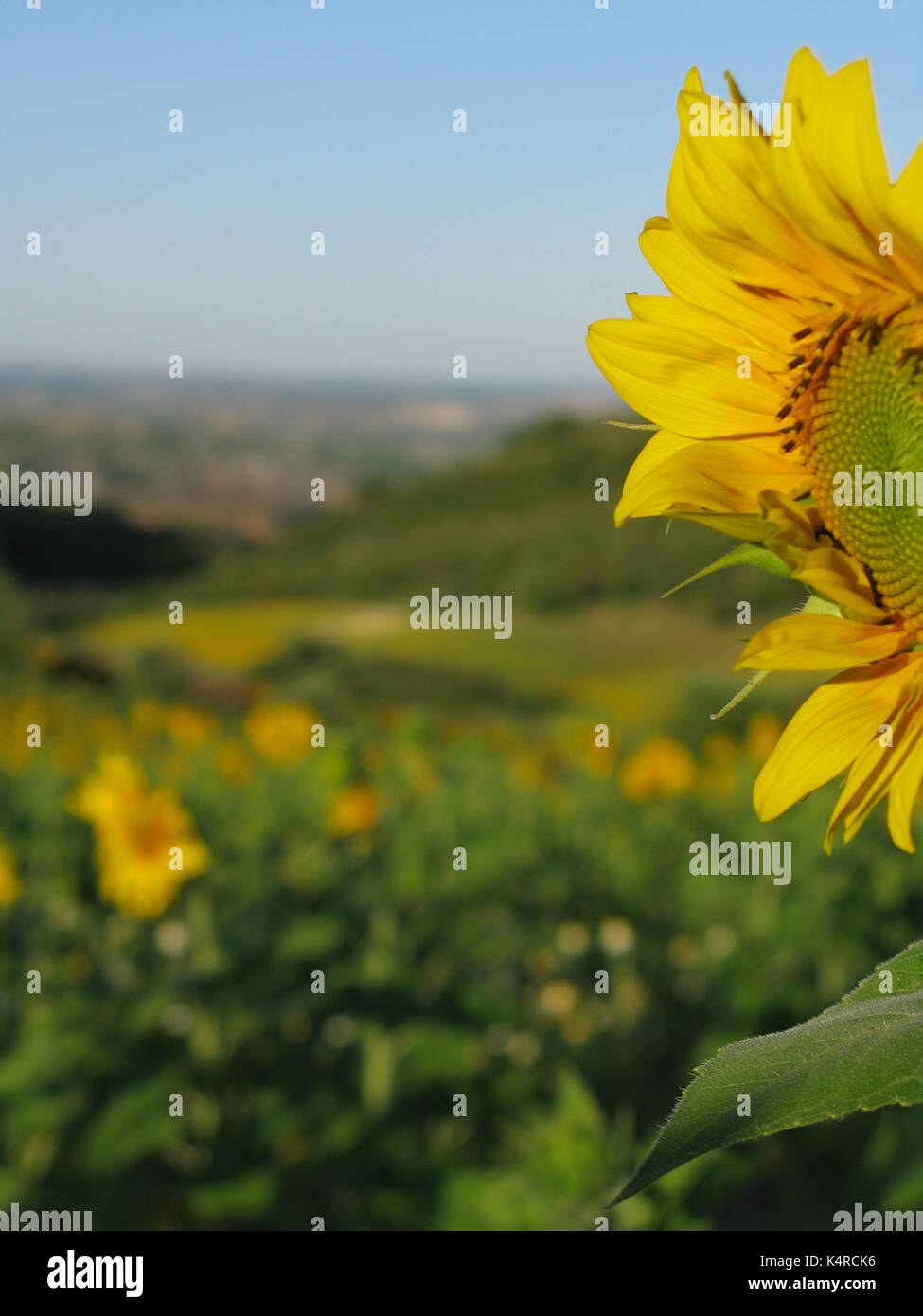 Peace and sunflowers hi-res stock photography and images - Alamy