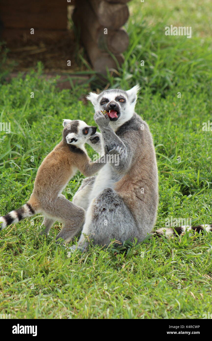 Ring-tailed lemurs eating strawberry Stock Photo - Alamy