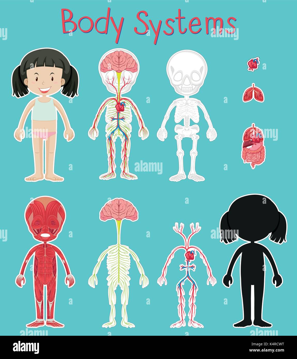 Cartoon body diagram Stock Vector Images - Alamy