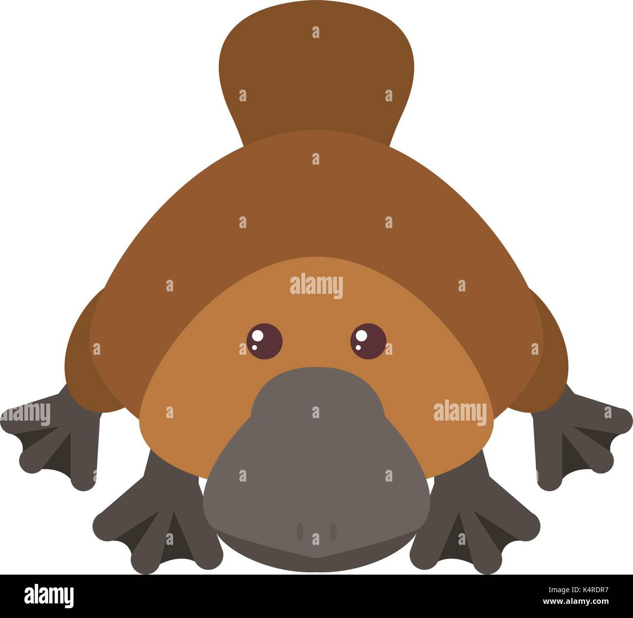 Platypus on white background illustration Stock Vector Image & Art - Alamy