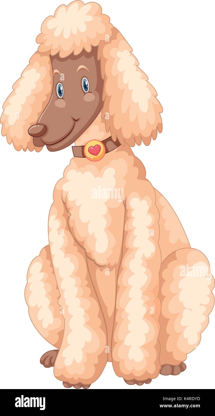 Poodle dog with white fur illustration Stock Vector Image & Art - Alamy