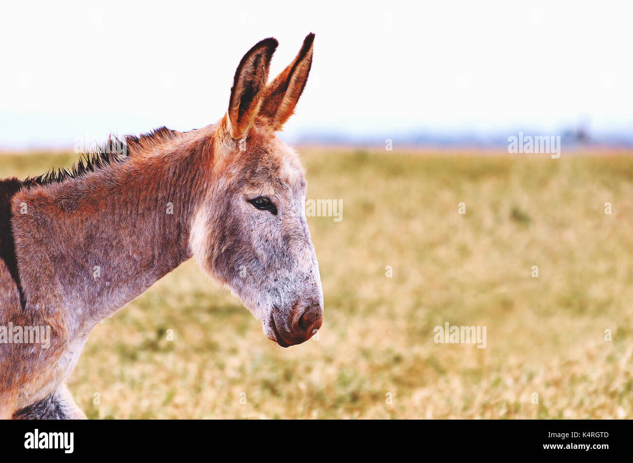 Donkey Side View Cute High Resolution Stock Photography and Images - Alamy