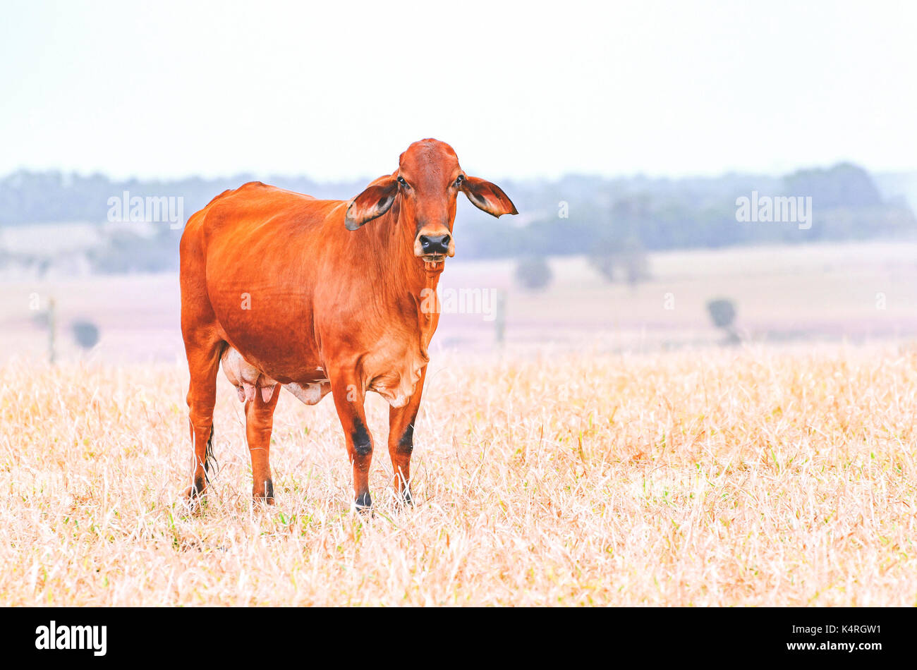 Brown cow on the pasture of a farm aligned to the left. Side view of ...