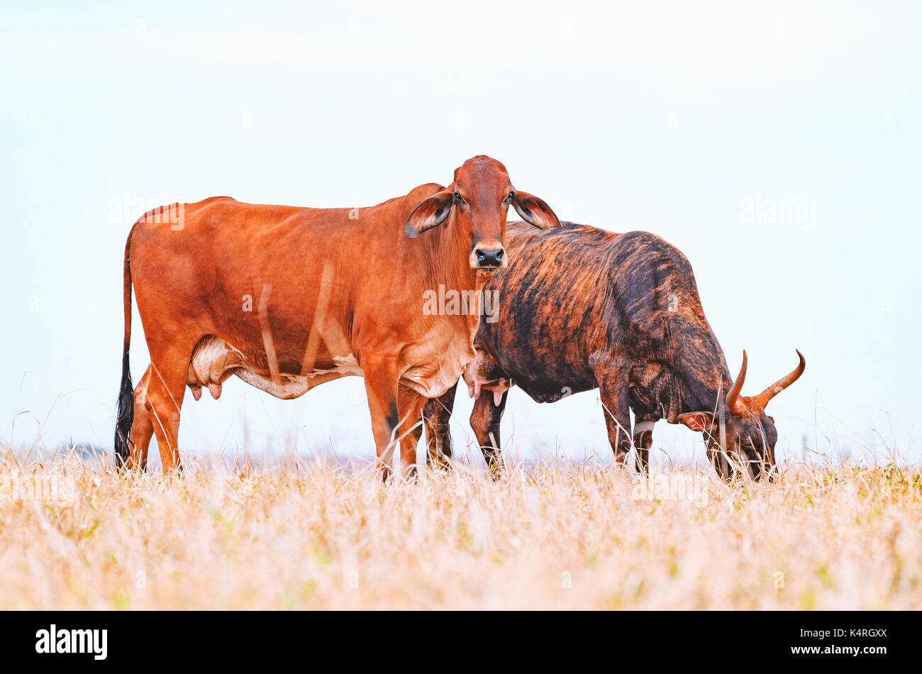 Two brown cows on the pasture of a farm. Side view of the cows, one ...