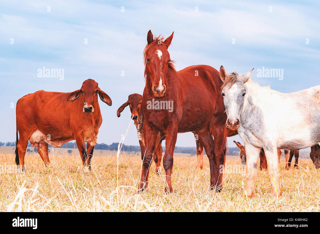 Brown and white horses mixed on the herd of cows of a farm. Beautiful ...