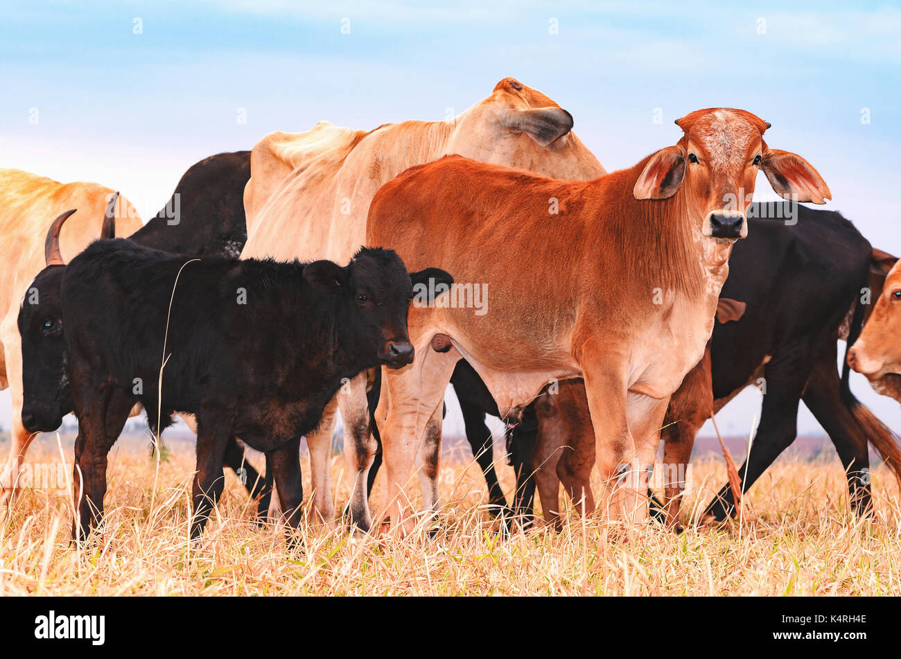 Mixed breed beef cattle hi-res stock photography and images - Alamy