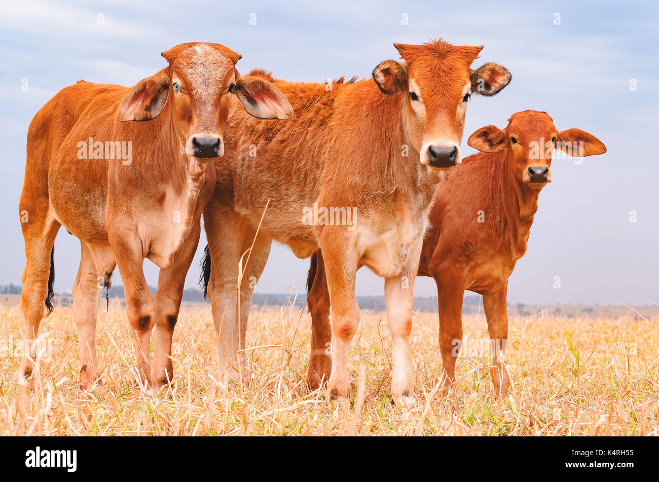 Cattle fattening hi-res stock photography and images - Alamy