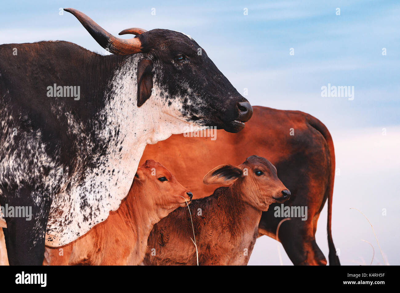 A cow and two calves of a herd of a livestock. Farm animals Stock Photo ...