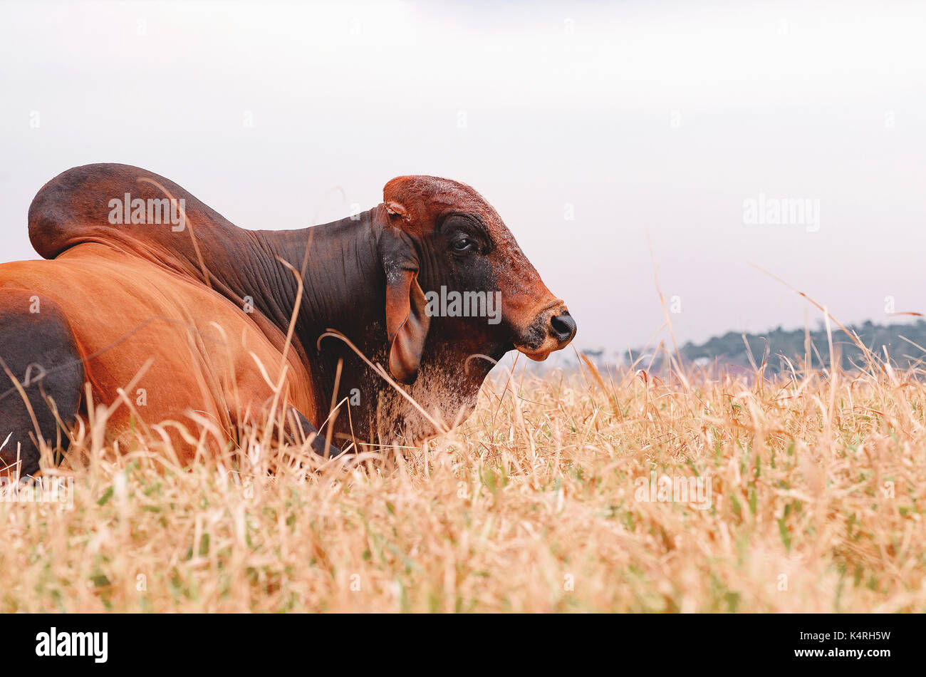 Big bull lying on the dry grass of a farm pasture. Farm animal with a ...