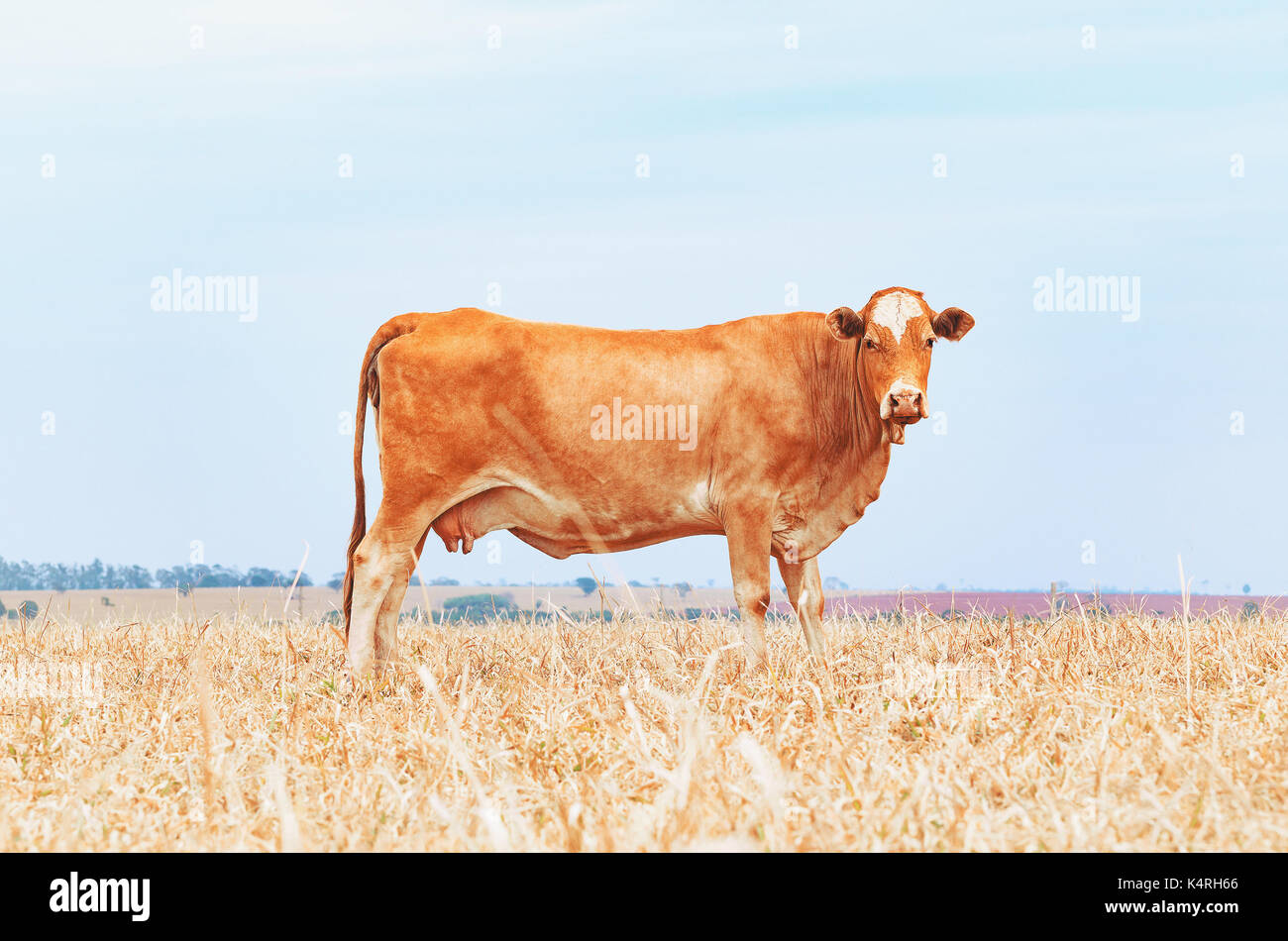 Brown cow on the pasture of a farm. Side view of the cow, milky cow ...